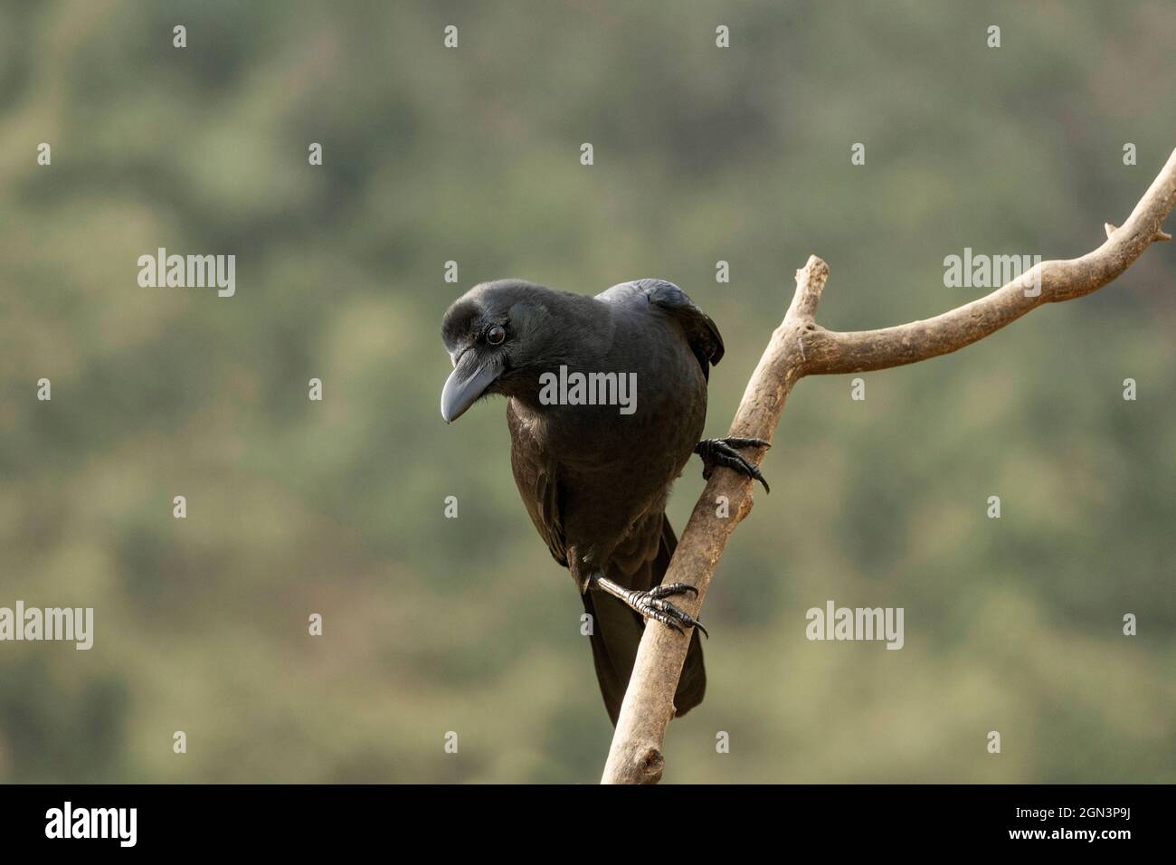 Eastern himalayan birds singalila national park hi-res stock ...