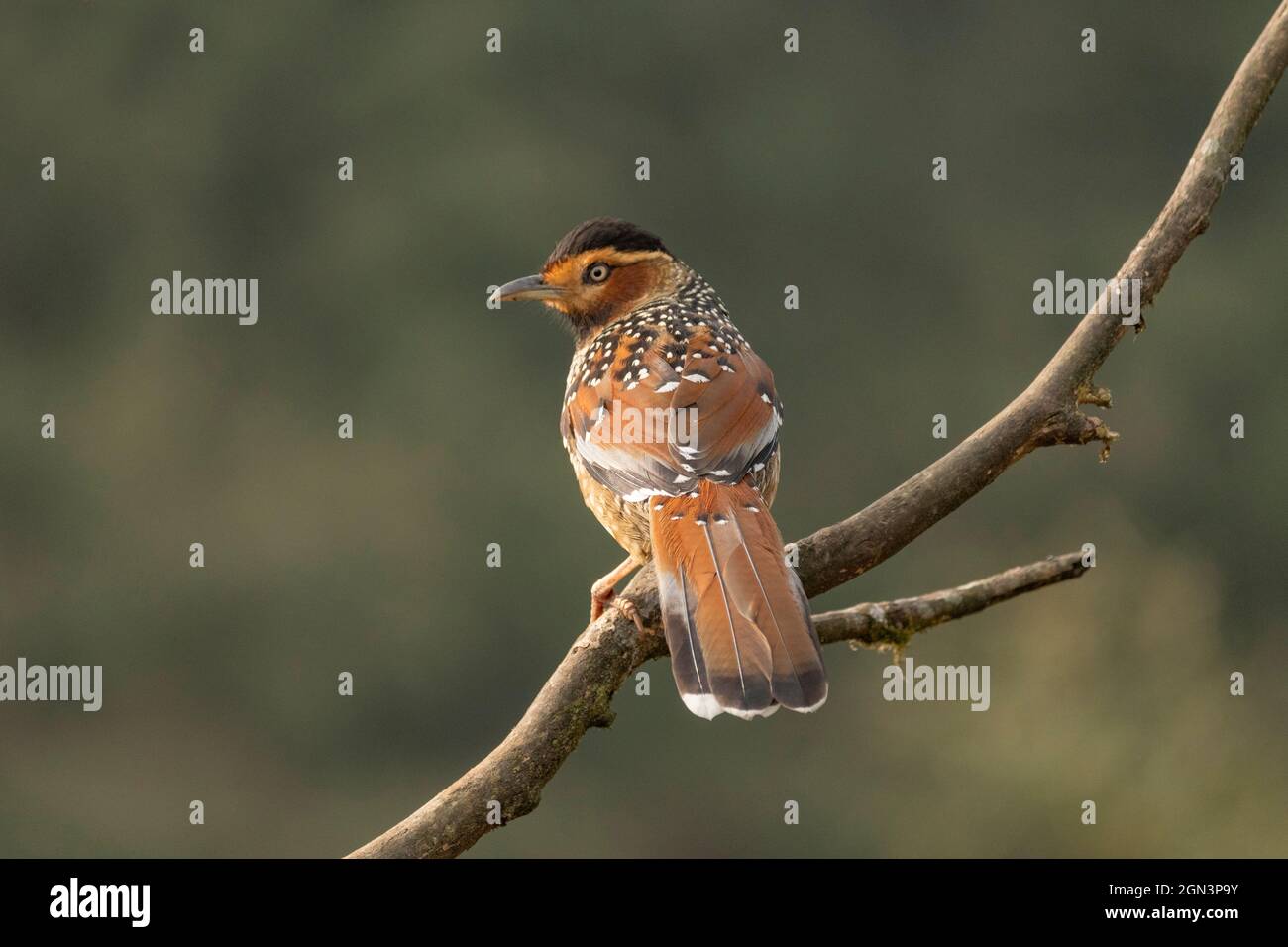 Spotted Laughingthrush, Ianthocincla ocellata, Singhalila National Park ...
