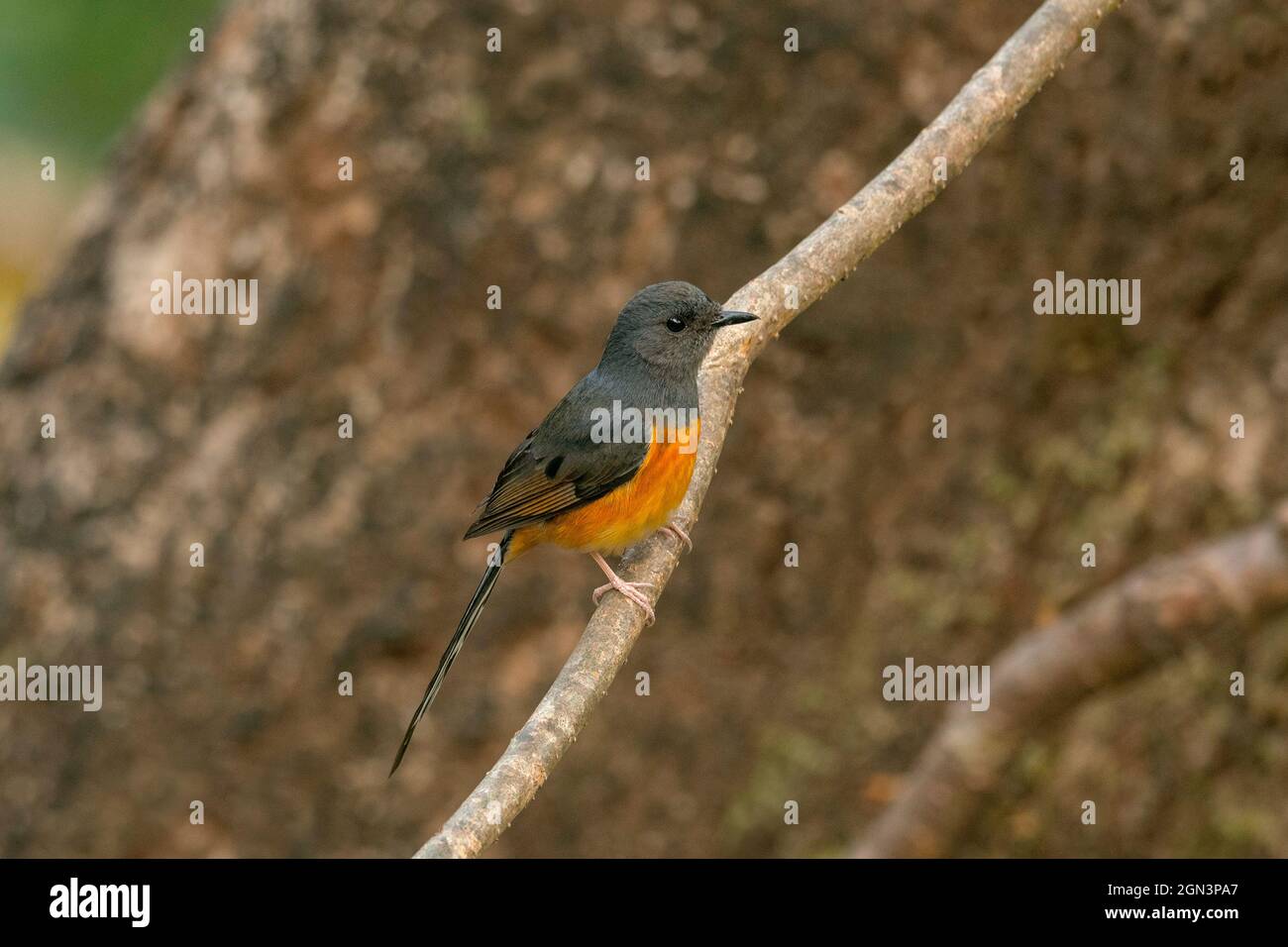 Shama bird hi-res stock photography and images - Alamy