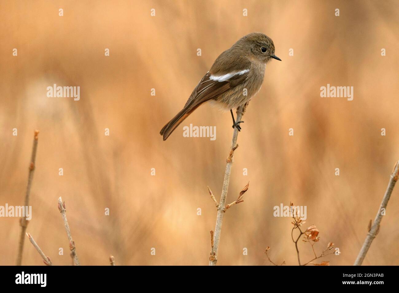 White-throated redstart, Female, Phoenicurus schisticeps, Singhalila ...