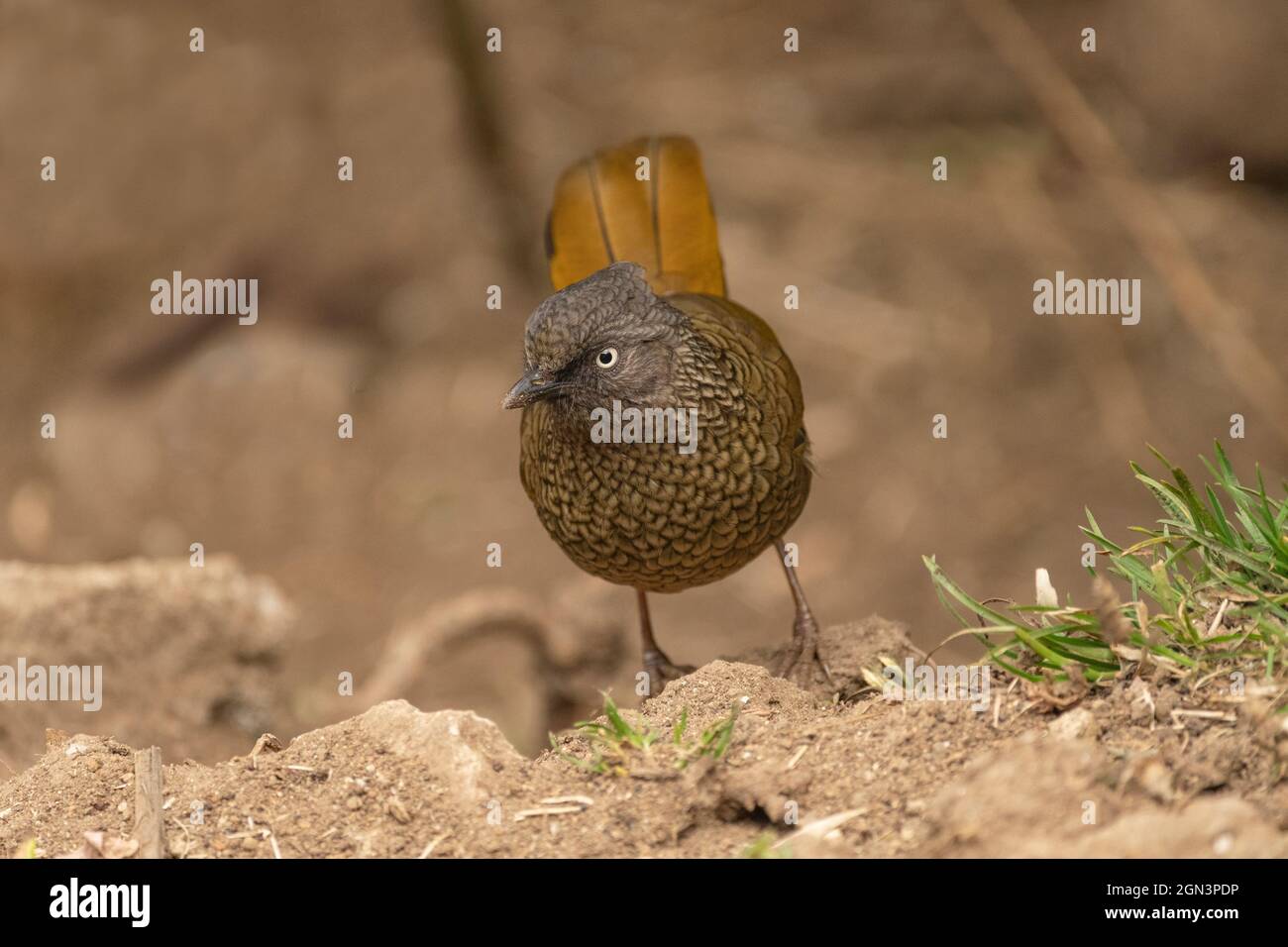 Scaly Laughingthrush, Trochalopteron subunicolor, Singhalila National ...
