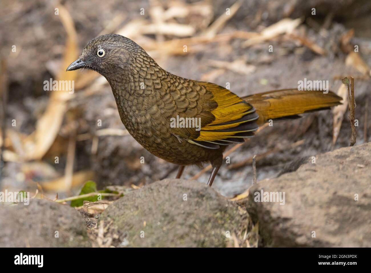 Scaly Laughingthrush, Trochalopteron subunicolor, Singhalila National ...