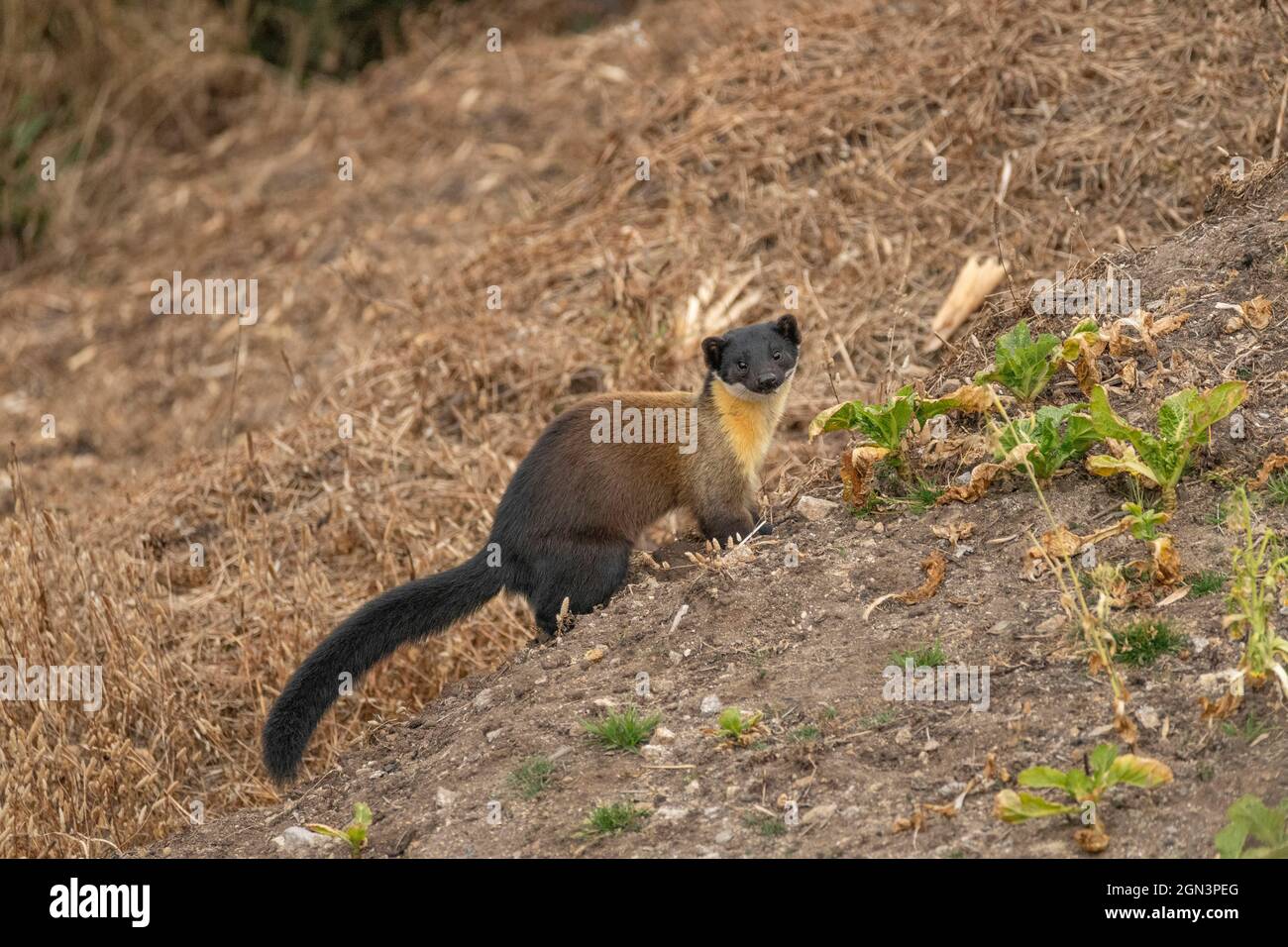 Yellow-throated marten, Martes flavigula, Singhalila National Park ...