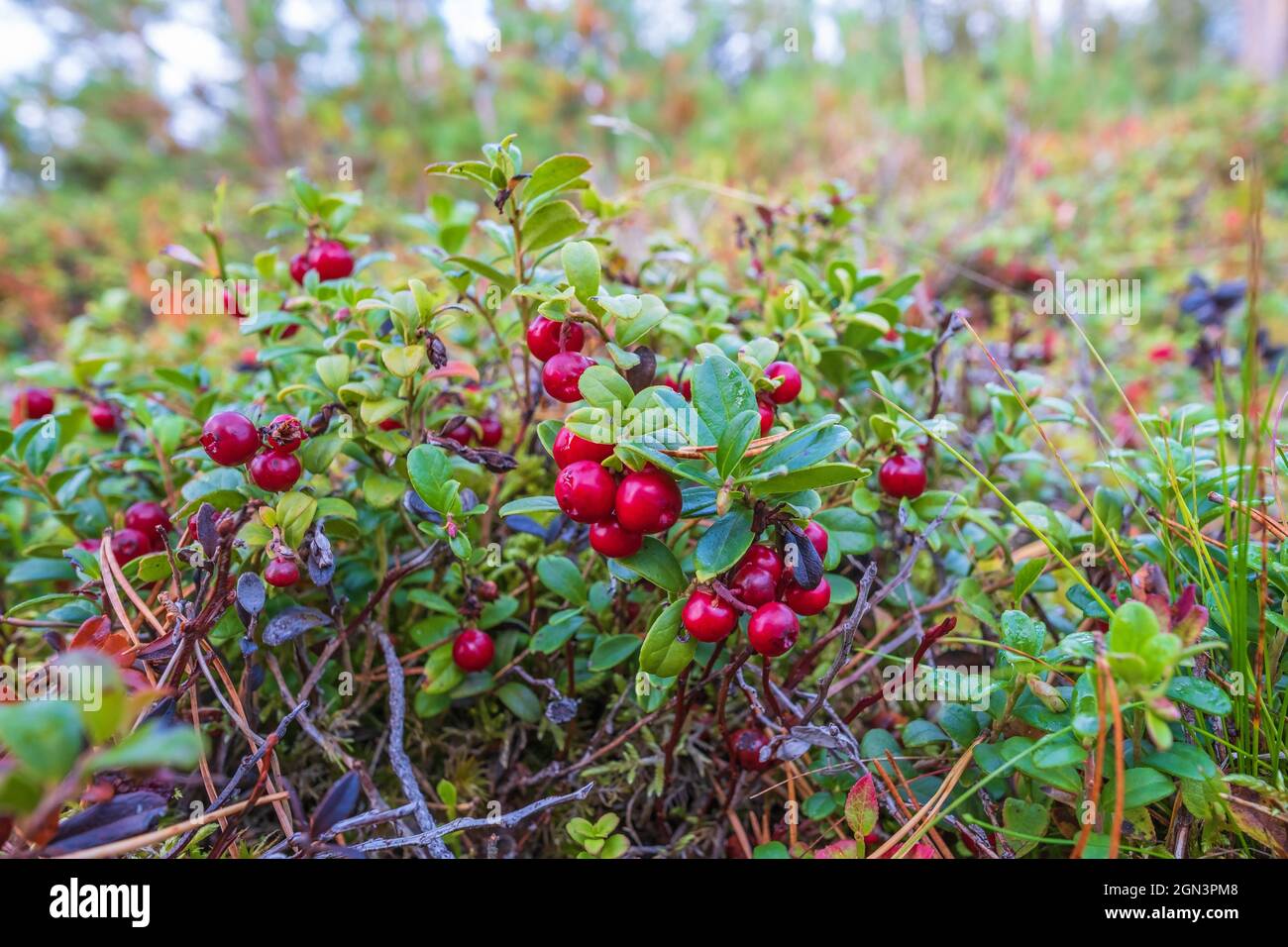 Red berries cowberry bushes hi-res stock photography and images - Alamy