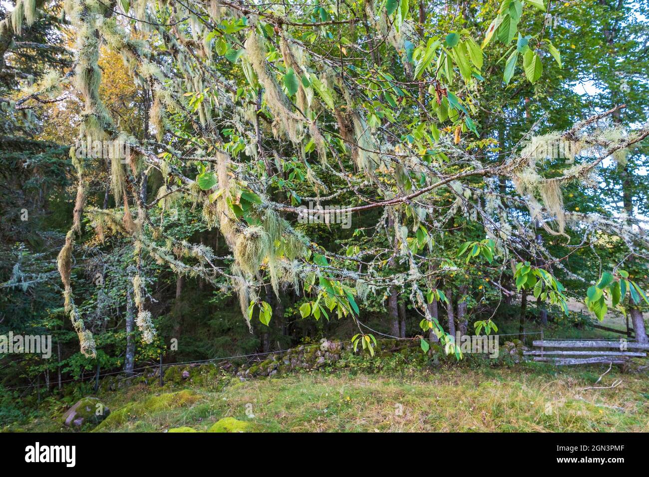 Fishbone beard lichen hanging on a tree branches Stock Photo - Alamy