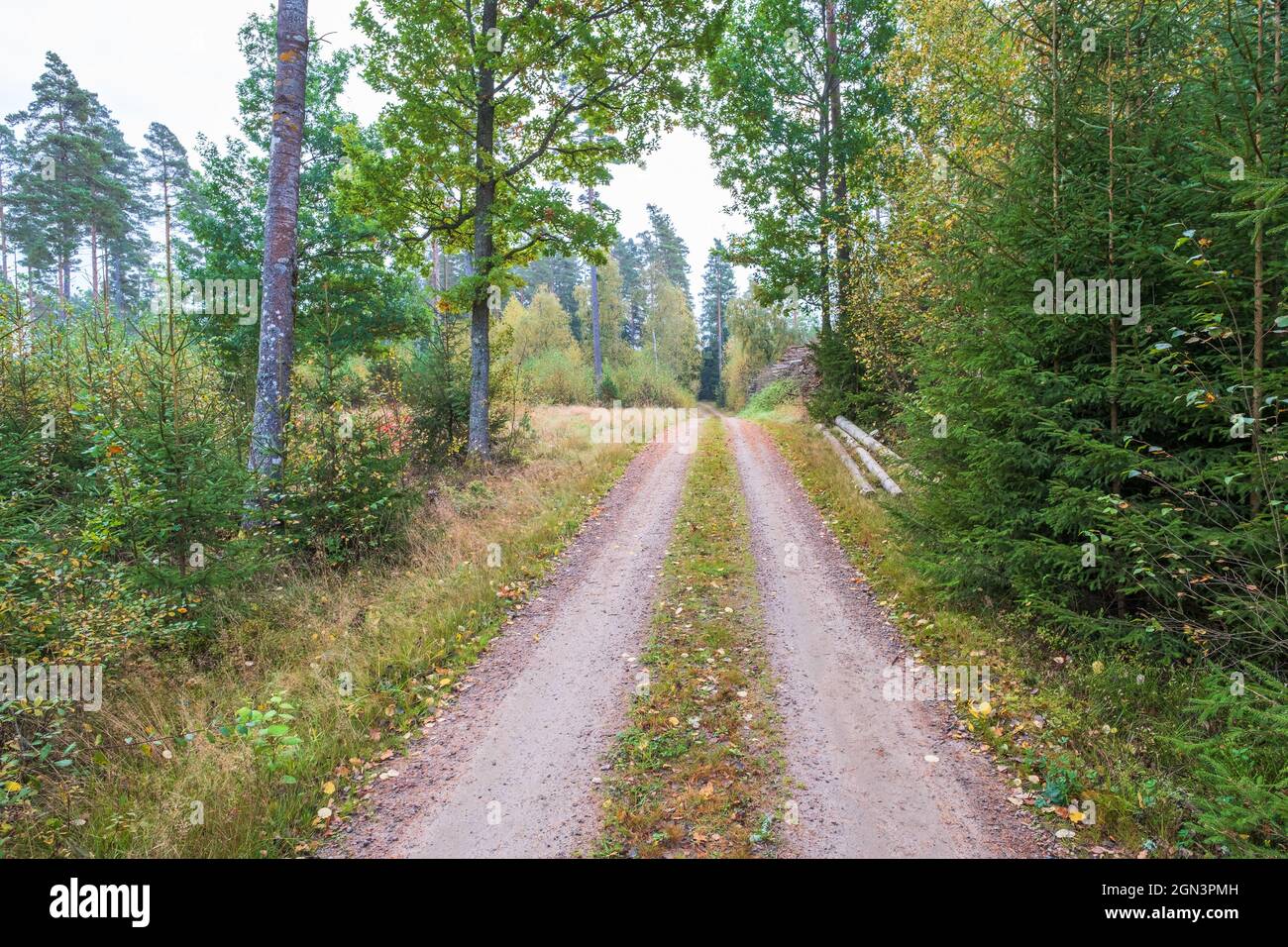 Forest autumn road colors hi-res stock photography and images - Alamy