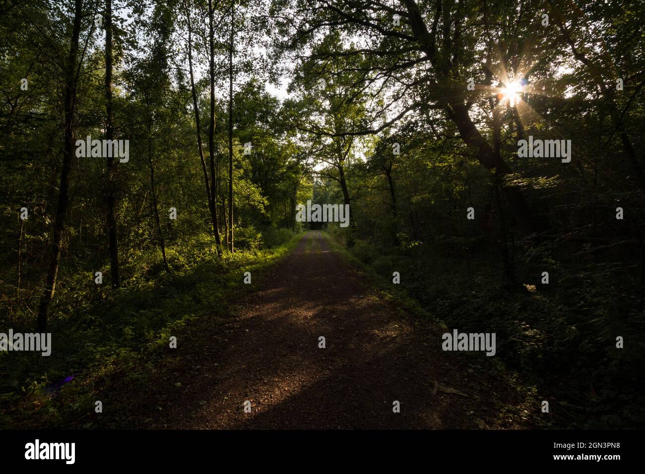 Sunlight shines trough green leaves in the forest during spring Stock ...