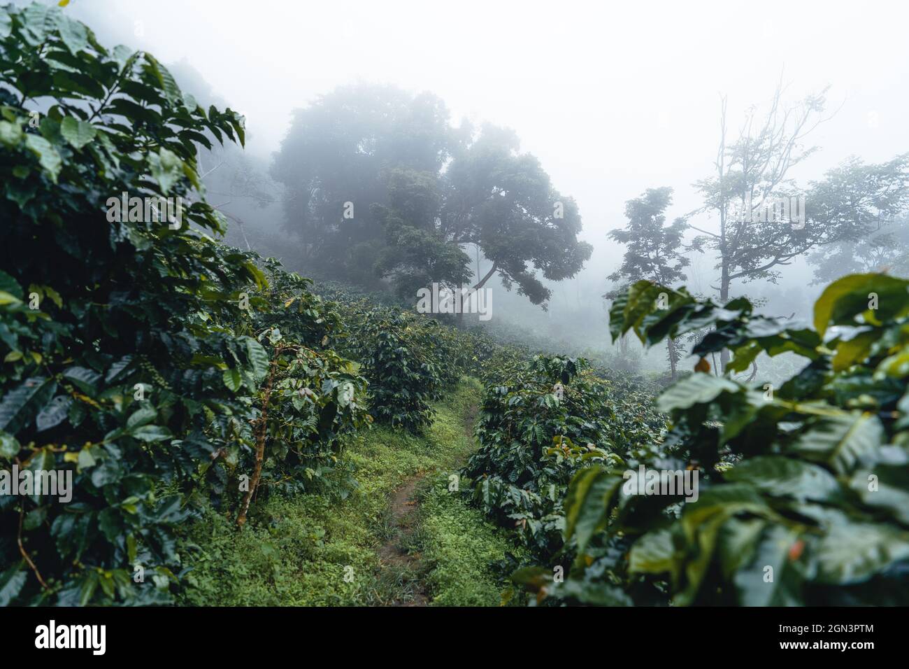 Coffee plantation in the misty forest,coffee plant and raw coffee beans ...