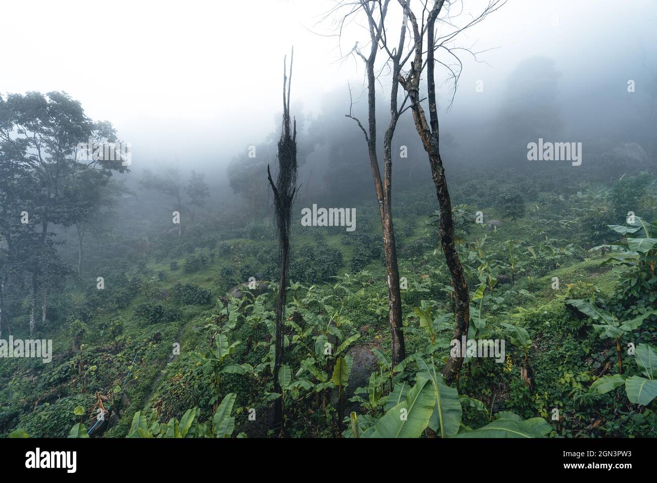 Coffee plantation in the misty forest,coffee plant and raw coffee beans ...