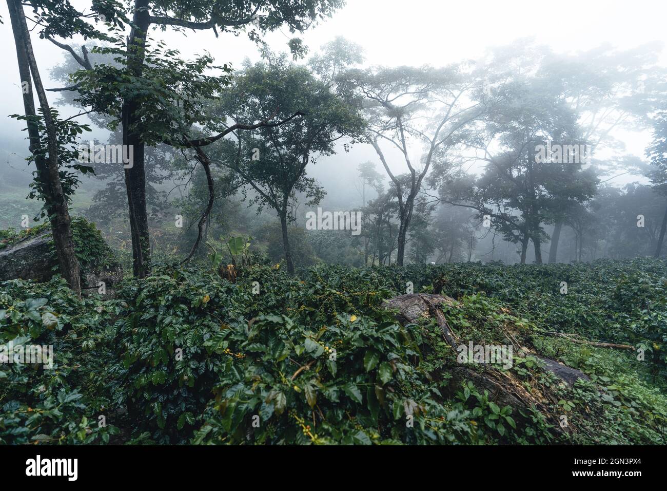Coffee plantation in the misty forest,coffee plant and raw coffee beans ...