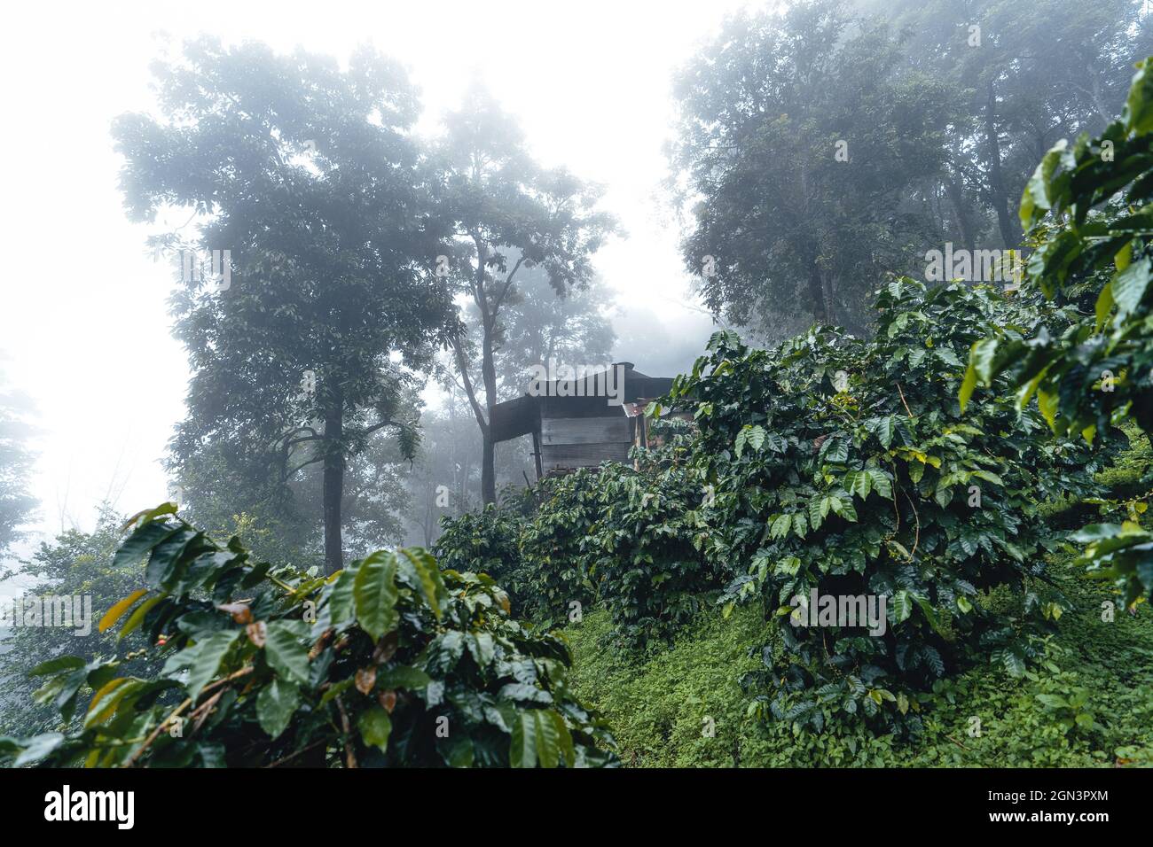 Coffee plantation in the misty forest,coffee plant and raw coffee beans ...
