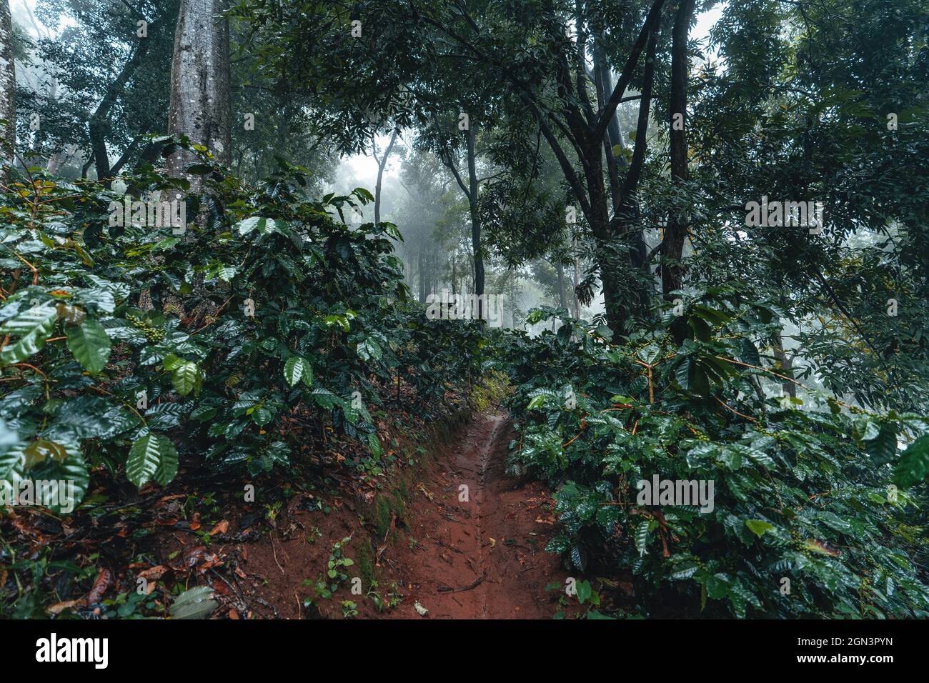 Coffee plantation in the misty forest,coffee plant and raw coffee beans ...