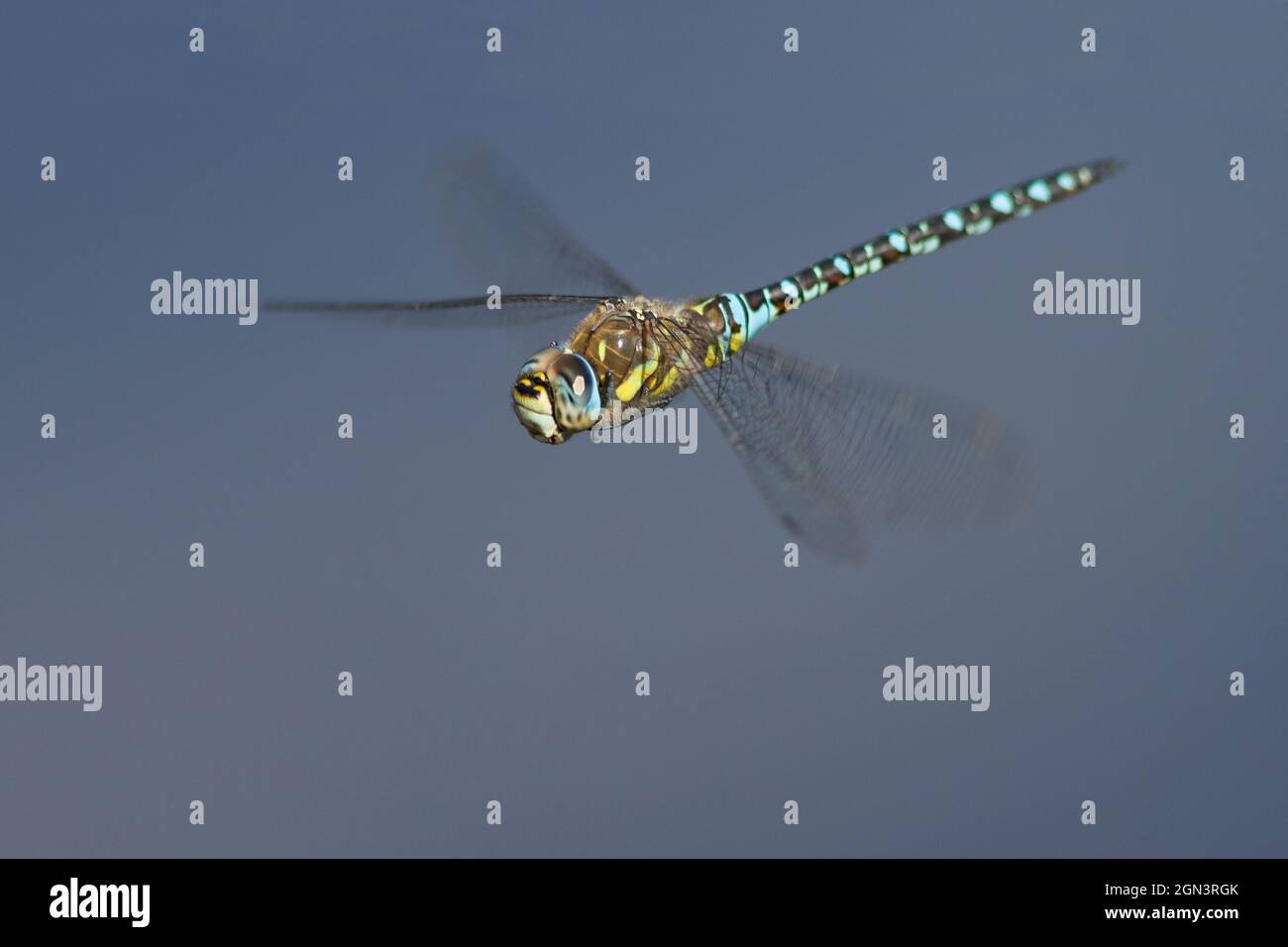 Close up of an emperor dragonfly in flight Stock Photo - Alamy