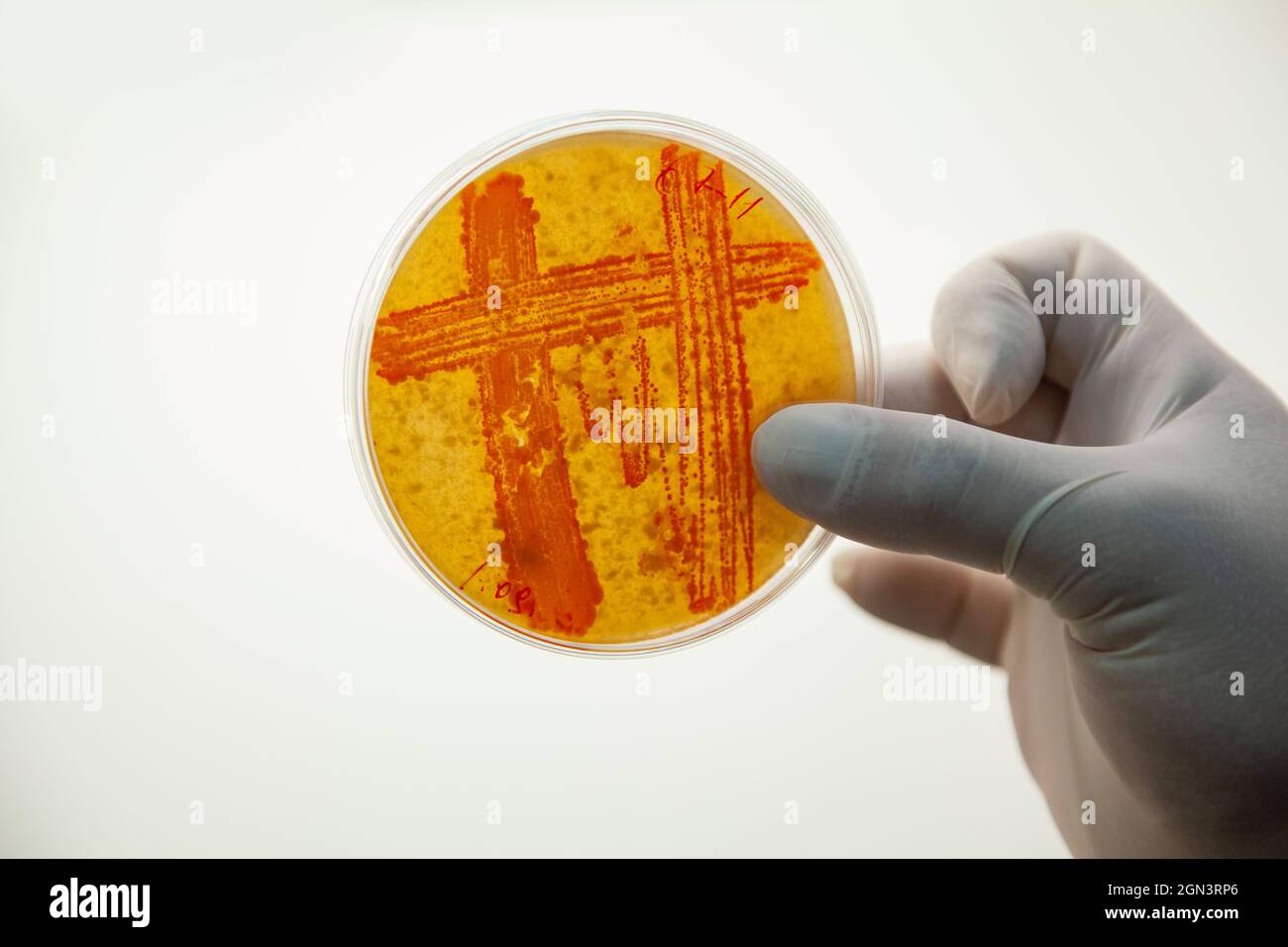 Gloved hand holds agar hi-res stock photography and images - Alamy