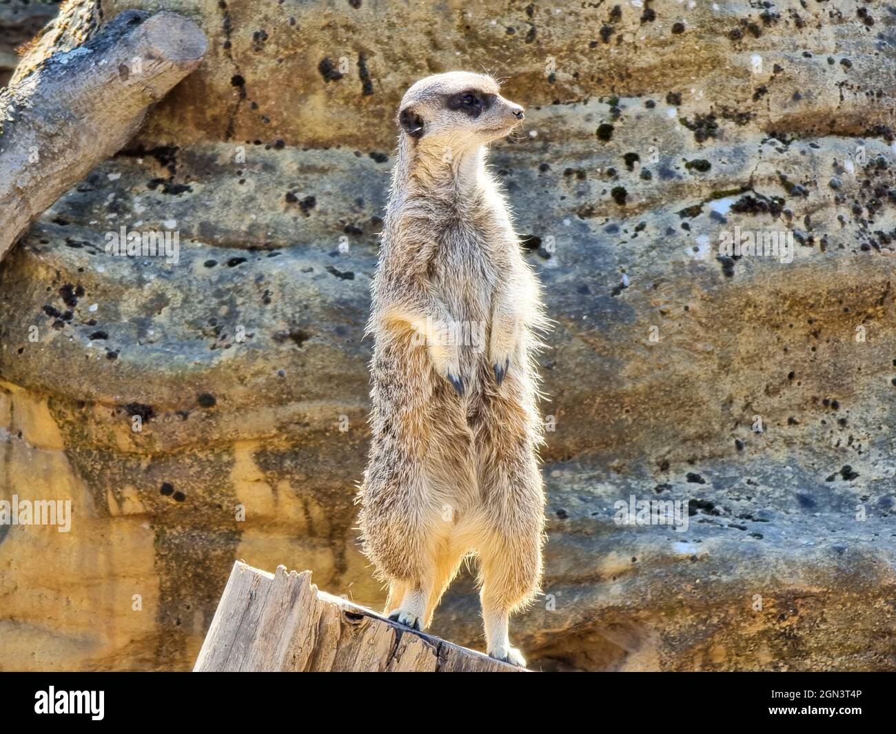 A meerkat stands on a tree stump Stock Photo - Alamy