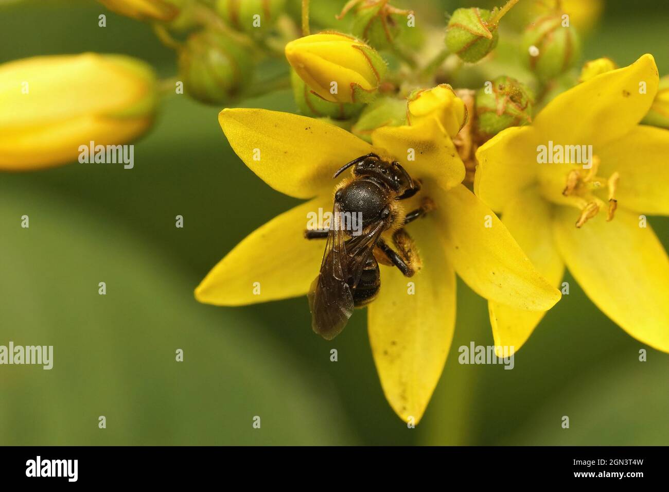 Closeup on a a female Yellow loosestrife bee ,Macropis europaea Stock ...