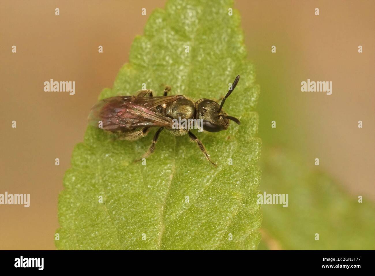 Closeup on the small iridescent Emerald metallic furrow bee, Halictus ...