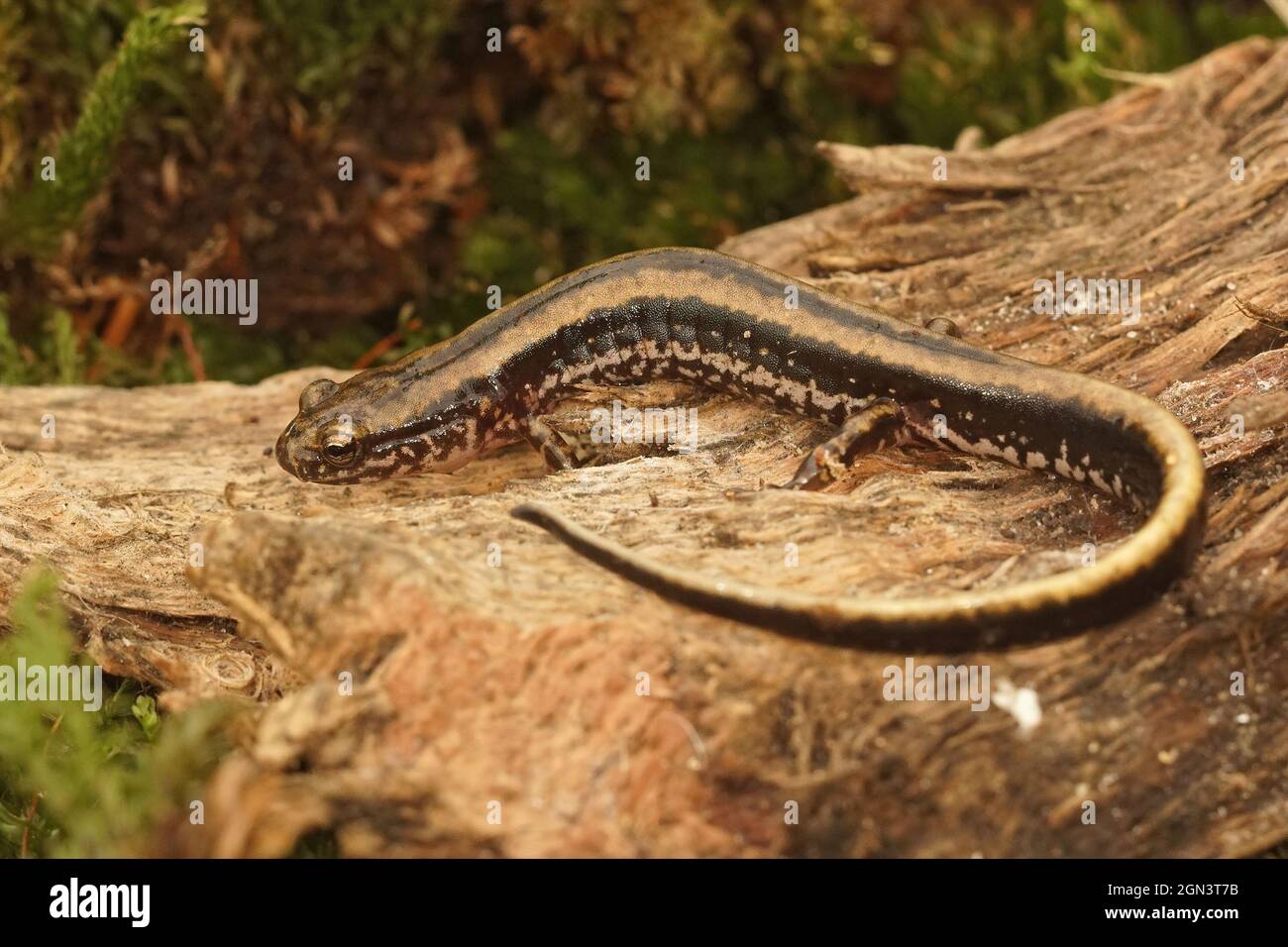 Closeup on an adult three-lined salamander, Eurycea guttolineata Stock ...