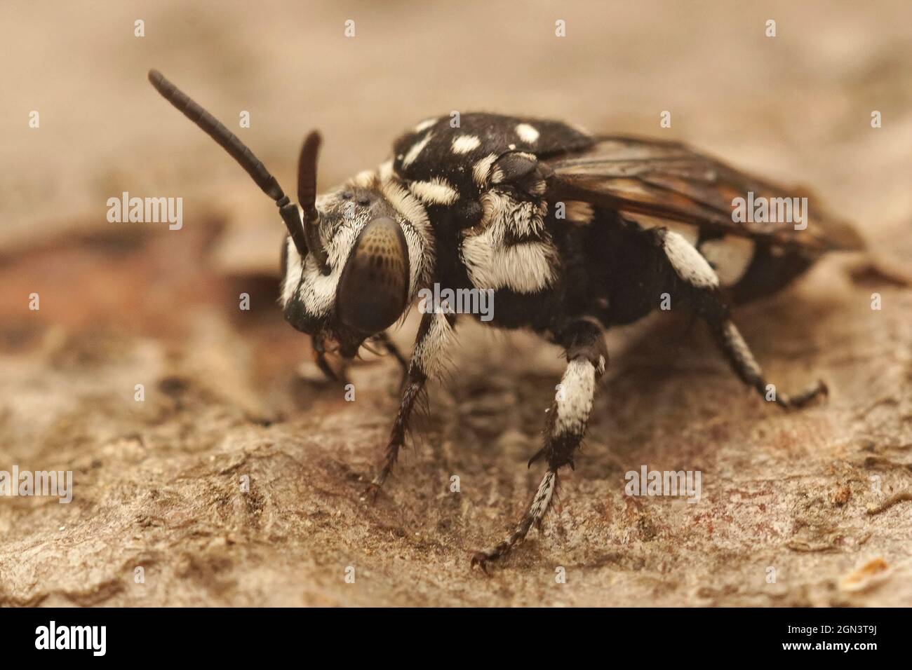 Orbatus hi-res stock photography and images - Alamy