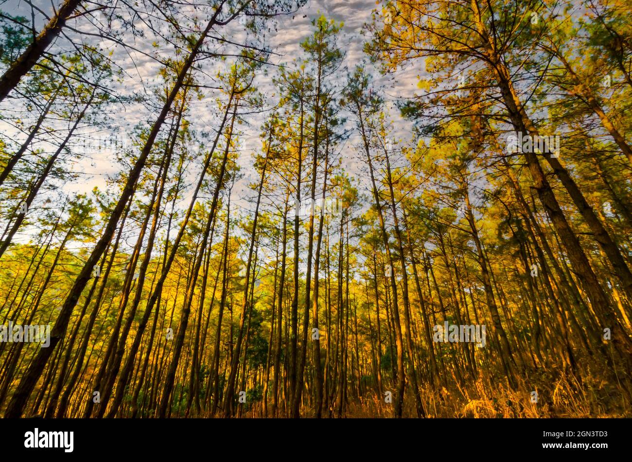 Pine trees of the Itshyrwat reserved forest in Shillong, Meghalaya ...