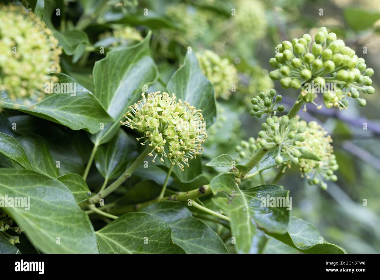 Selective focus on the flower of the Hedera helix, common name ivy ...