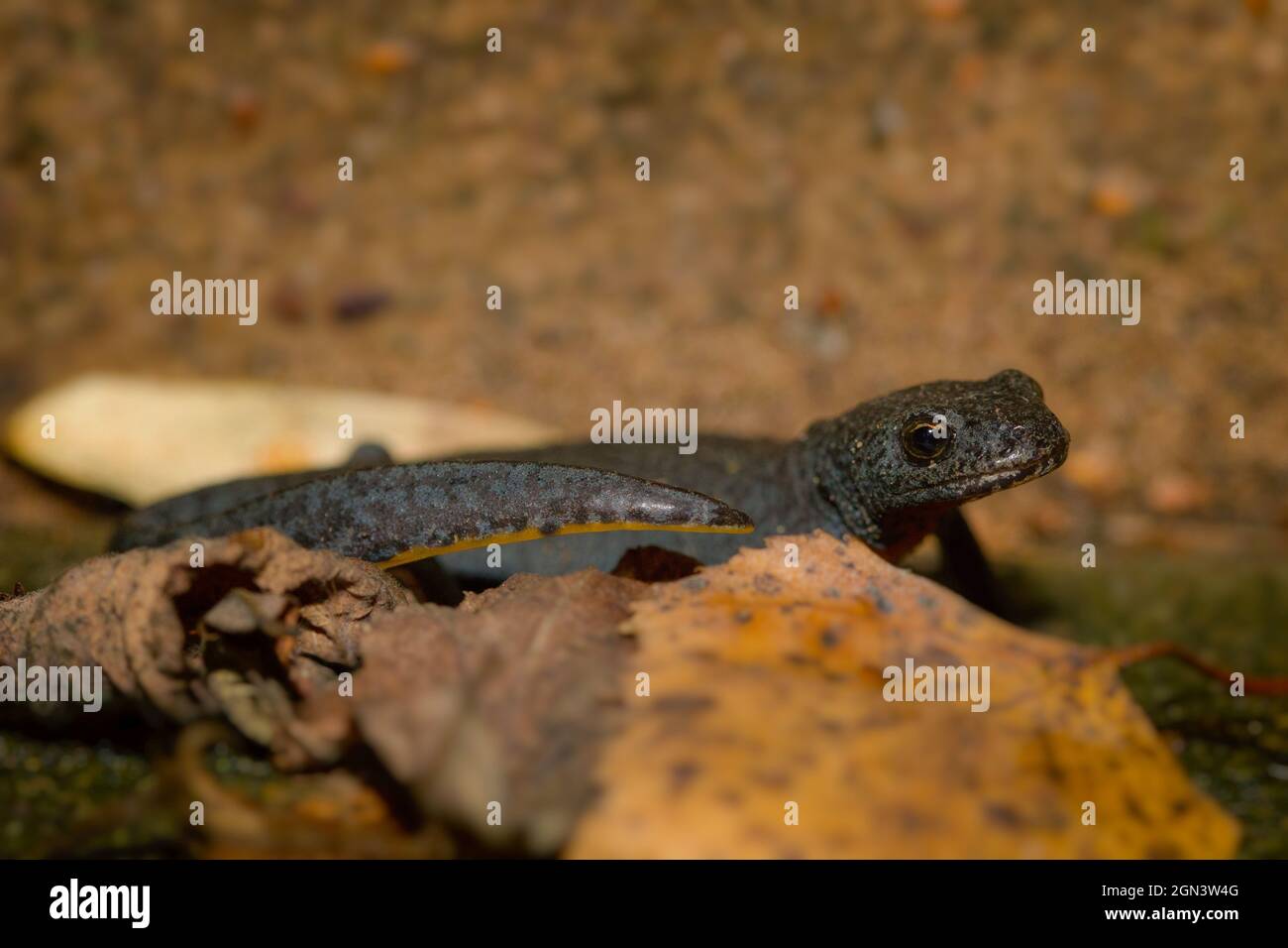 Alpine newt leaf hi-res stock photography and images - Alamy