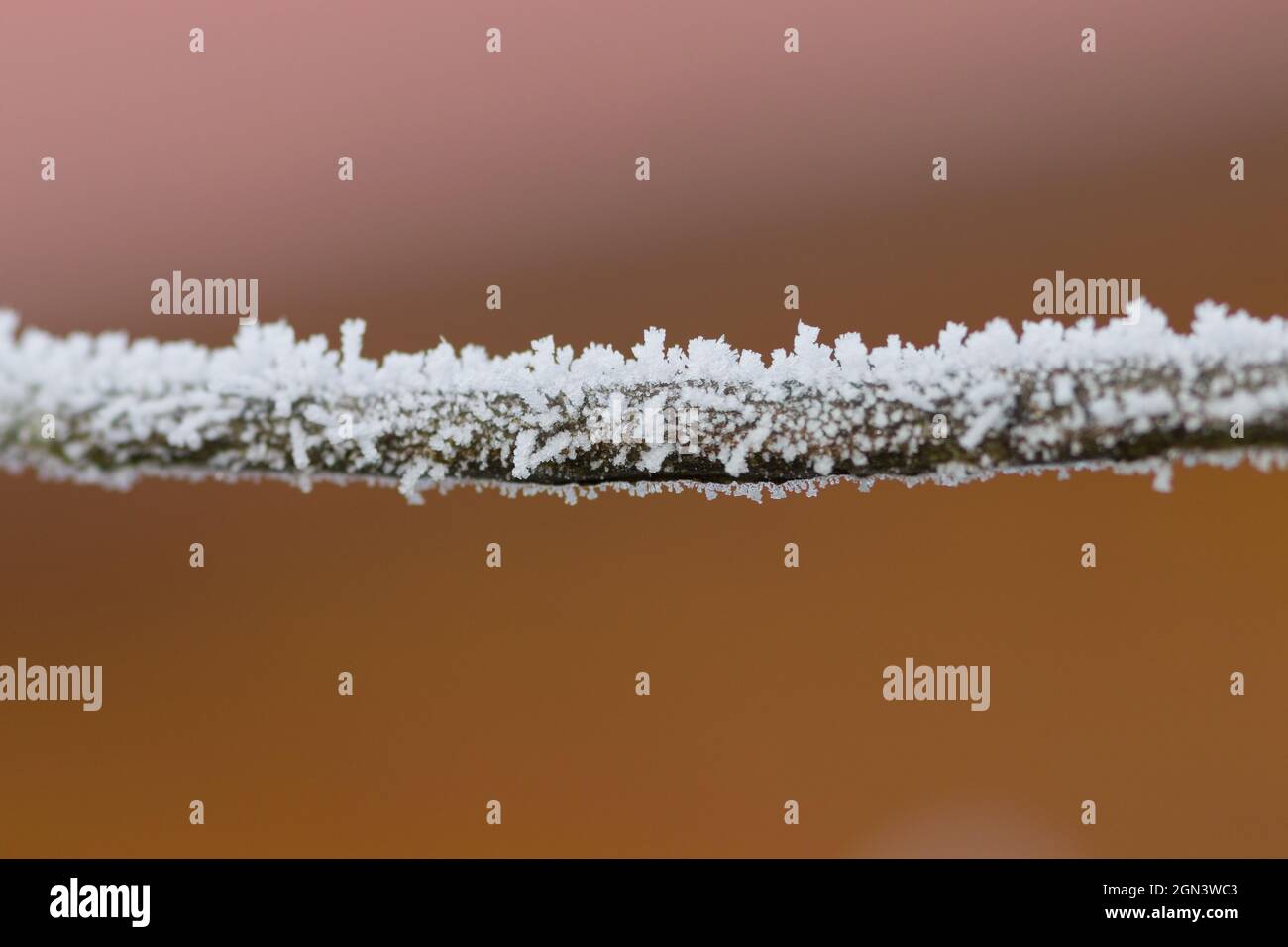 Frozen plants first frost hi-res stock photography and images - Alamy