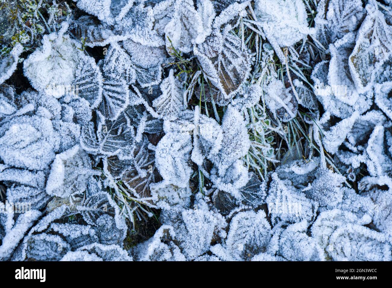 A close up picture of delicate frost crystals covering small leaves on ...