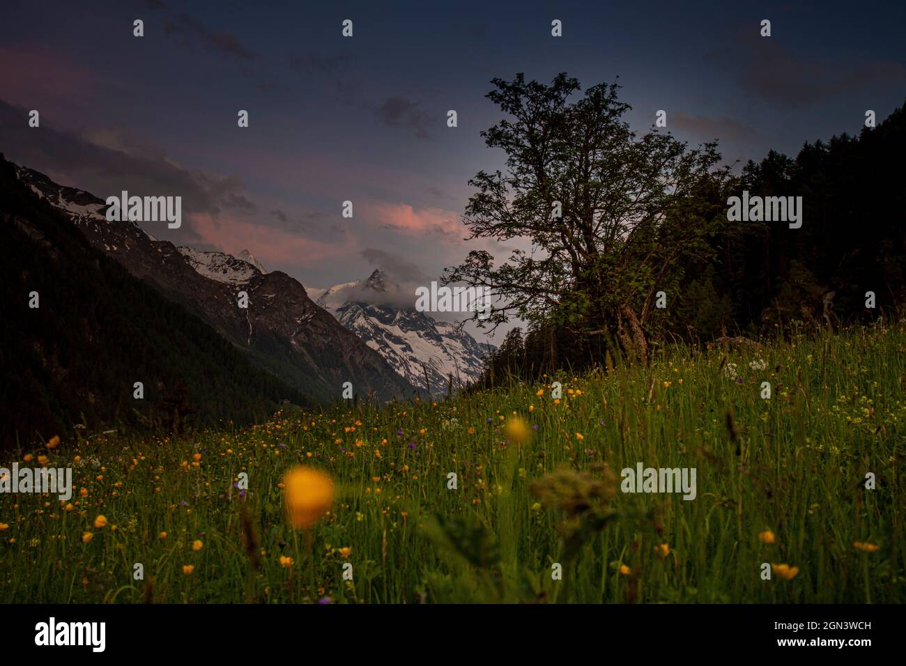 Buttercups glow in mid summer evening/morning in an alpine flower ...