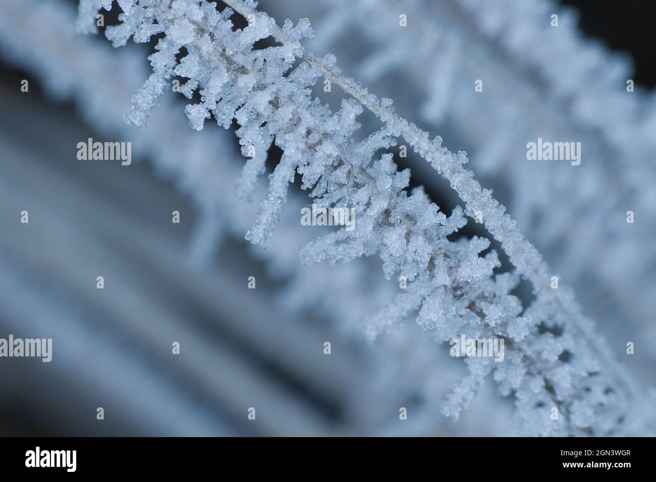 Plants with frost hi-res stock photography and images - Alamy