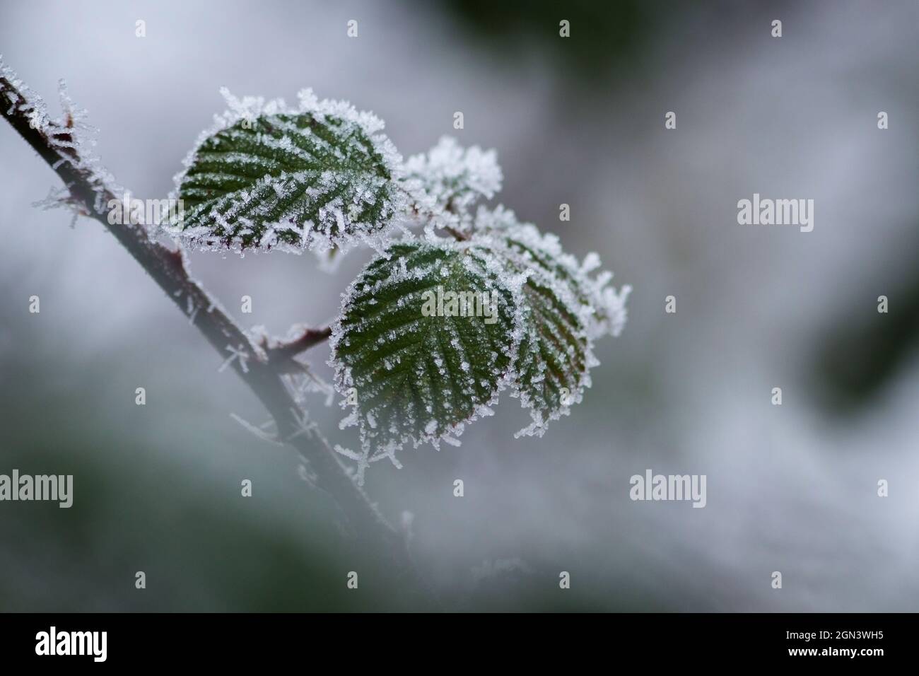 Plants with frost hi-res stock photography and images - Alamy