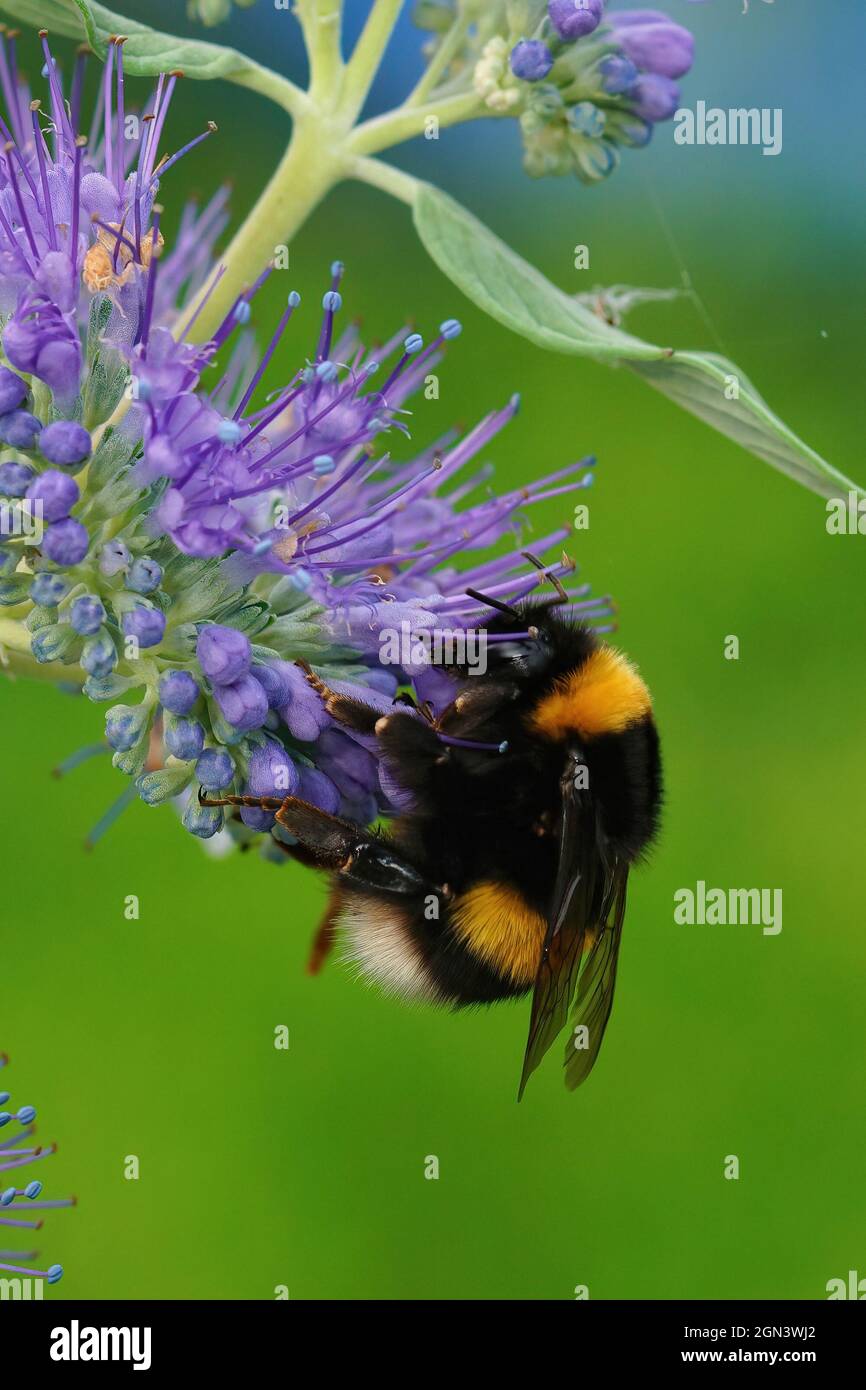 Vertical closeup on a queen buff-tailed or large earth bumblebee ...
