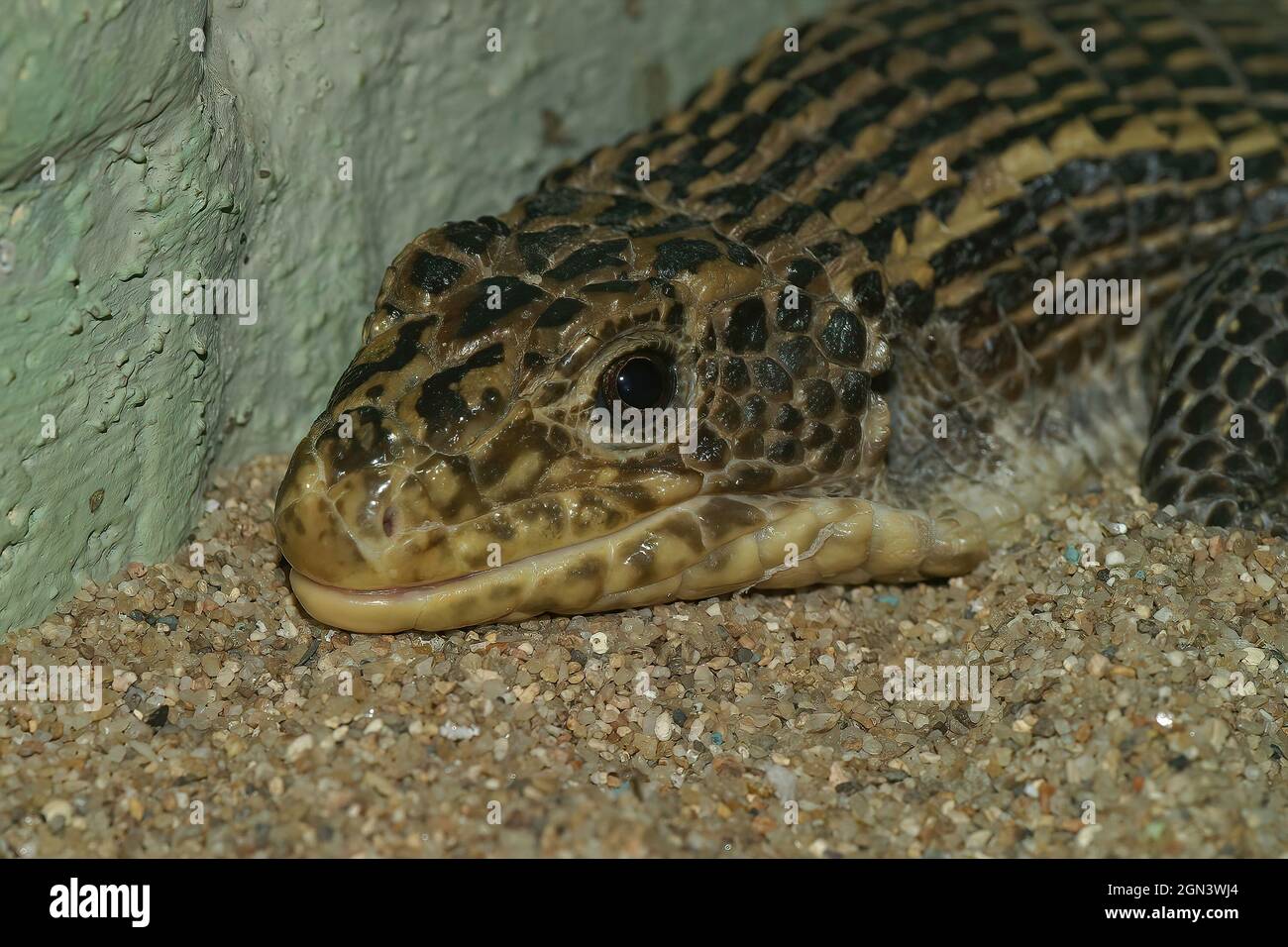 African plated lizard hi-res stock photography and images - Alamy