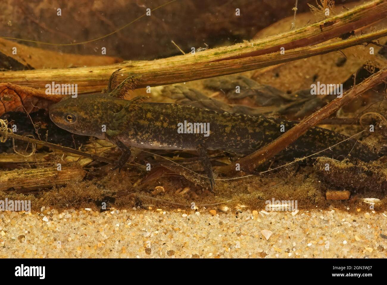 Closeup of a larvae of the Greek alpine newt, Ichthyosaura alpestris ...