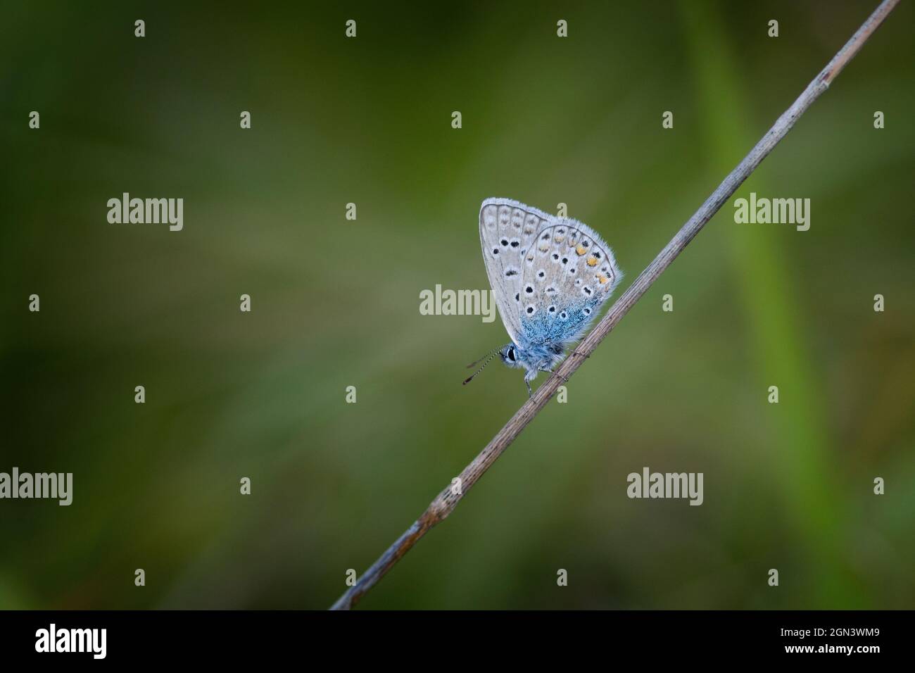 Close up of a gossamer-winged butterfly [family Lycaenidae] Stock Photo ...