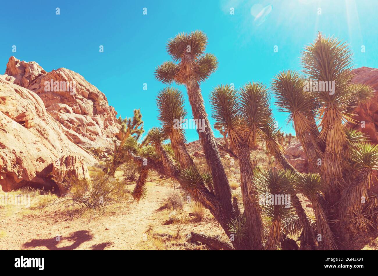 Joshua tree in Arizona desert along road. Travel background Stock Photo ...