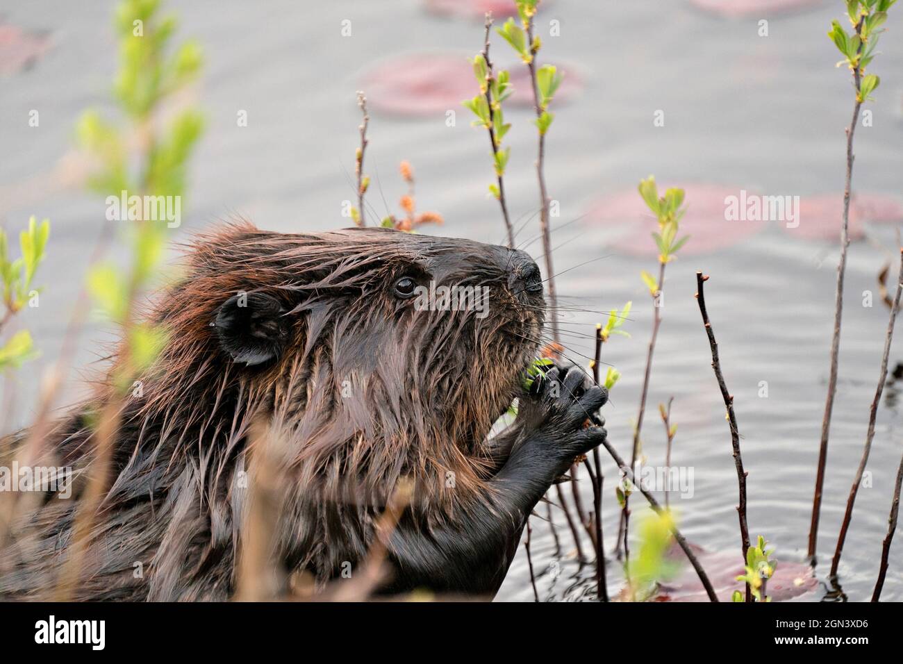 Beaver close-up profile side view head shot with water and water lily ...