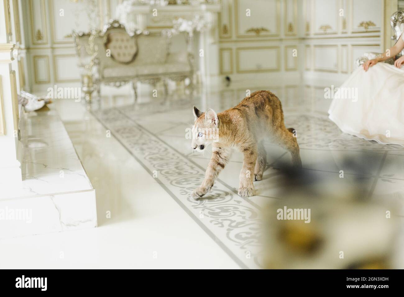 Puma in a luxurious interior. Puma - a predator of the genus Puma ...