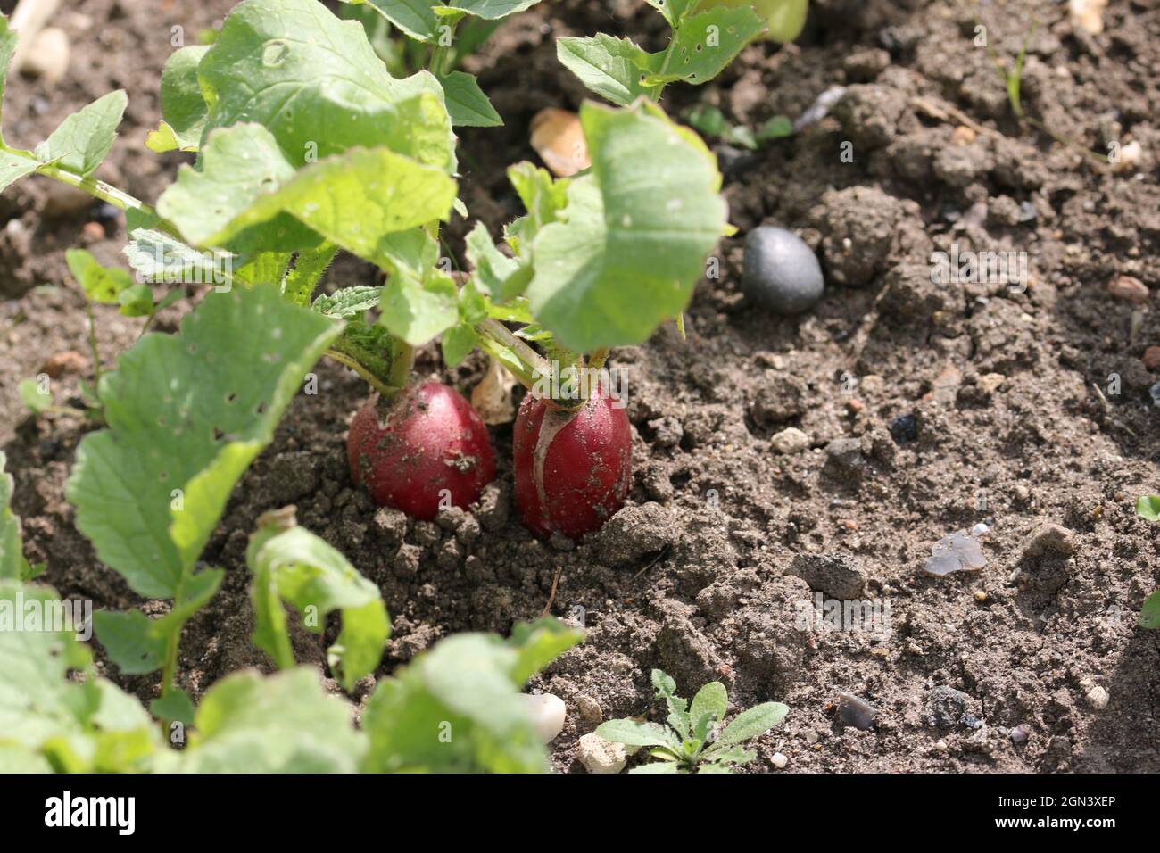 Row of radishes, Raphanus sativus of unknown variety, in close up ...