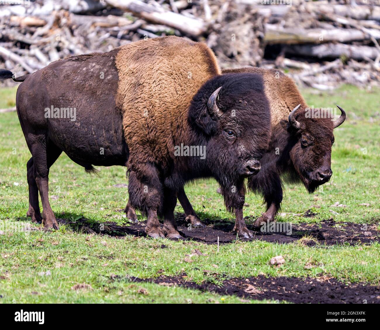 Bison couple close-up profile view in the field with grass blur ...