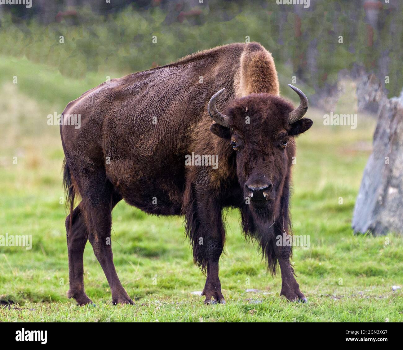 Bison close-up view looking at camera with a blur background displaying ...