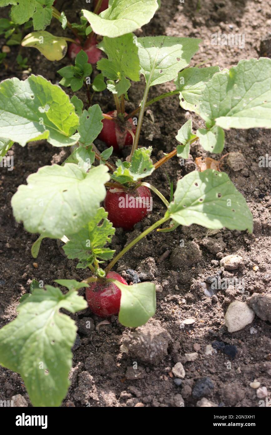 Row of radishes, Raphanus sativus of unknown variety, in close up ...
