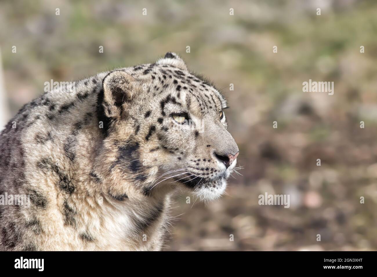 Leopard nose close up hi-res stock photography and images - Alamy
