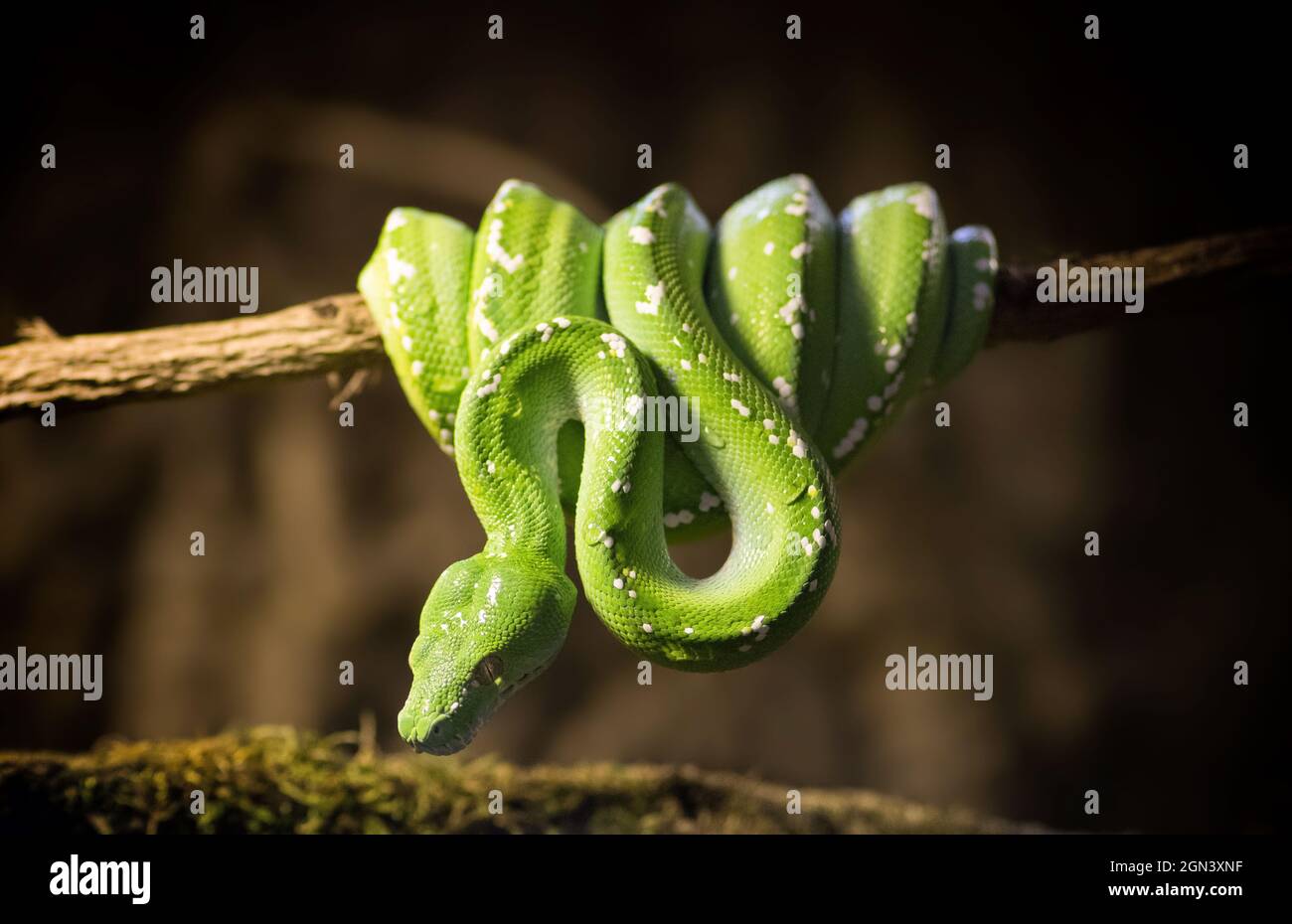 Close up of a green tree python [Morelia viridis] Stock Photo - Alamy
