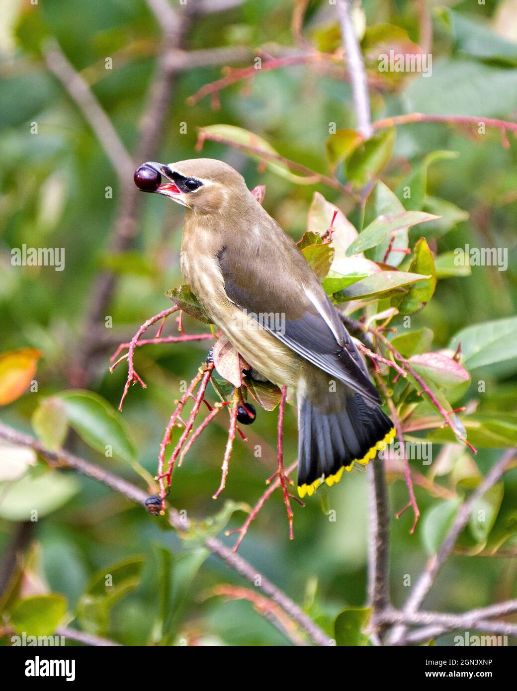 Cedar Waxwing perched with open beak eating wild berry fruits in its ...
