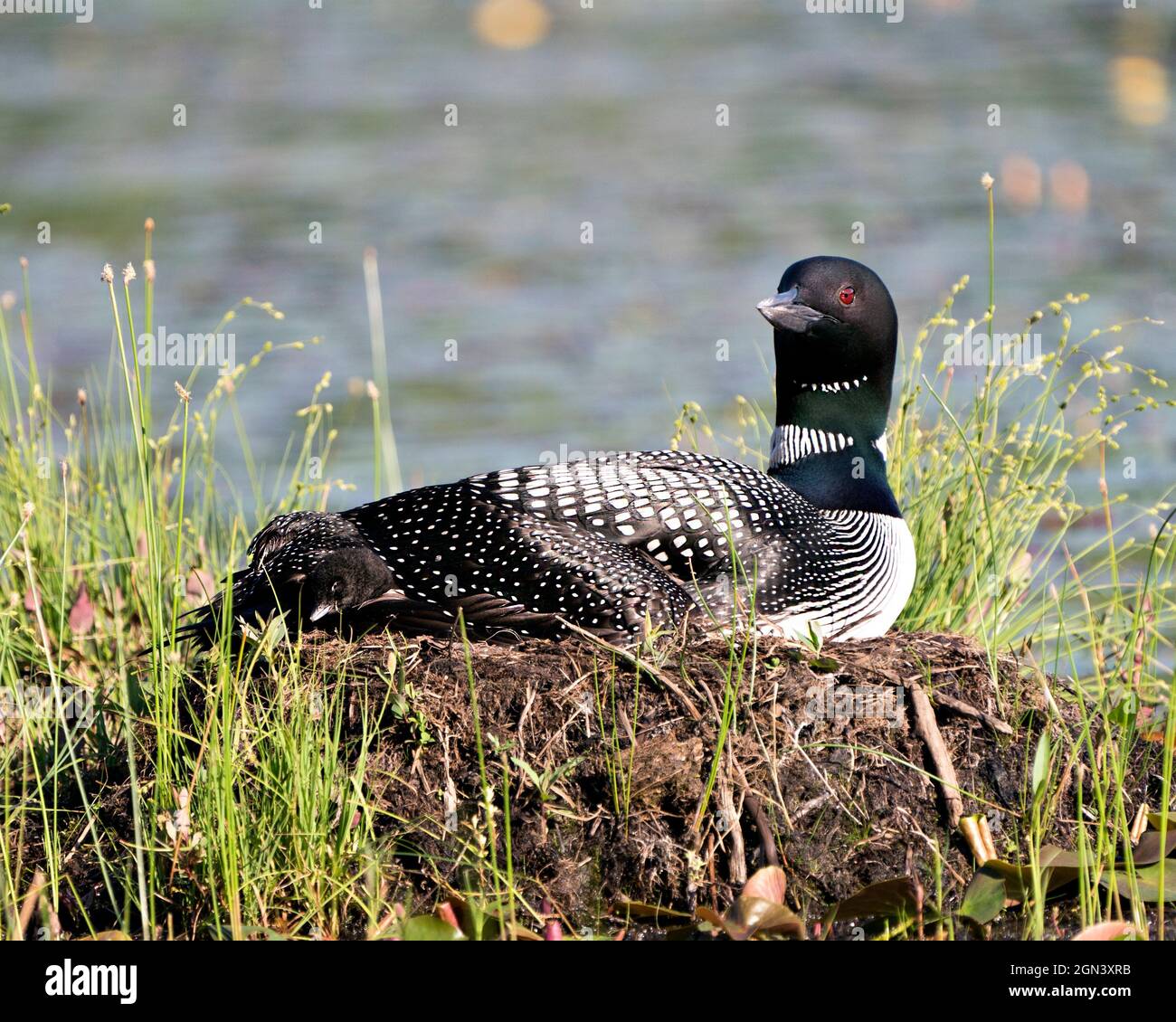Common Loon with one day baby chick under her feather wings on the nest ...