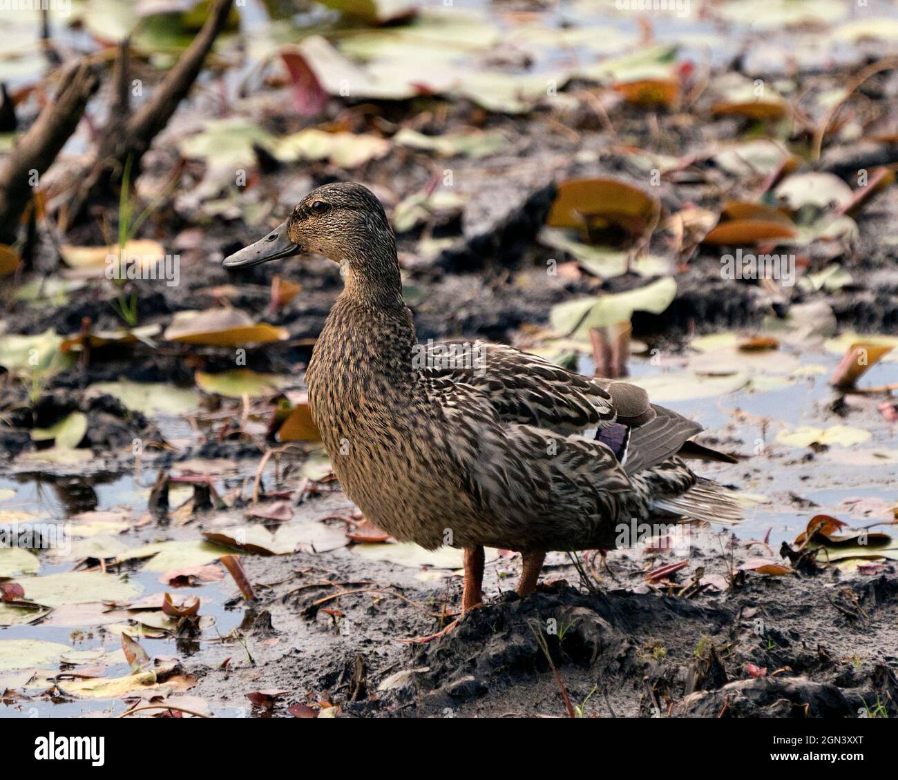 Duck profile photo hi-res stock photography and images - Alamy