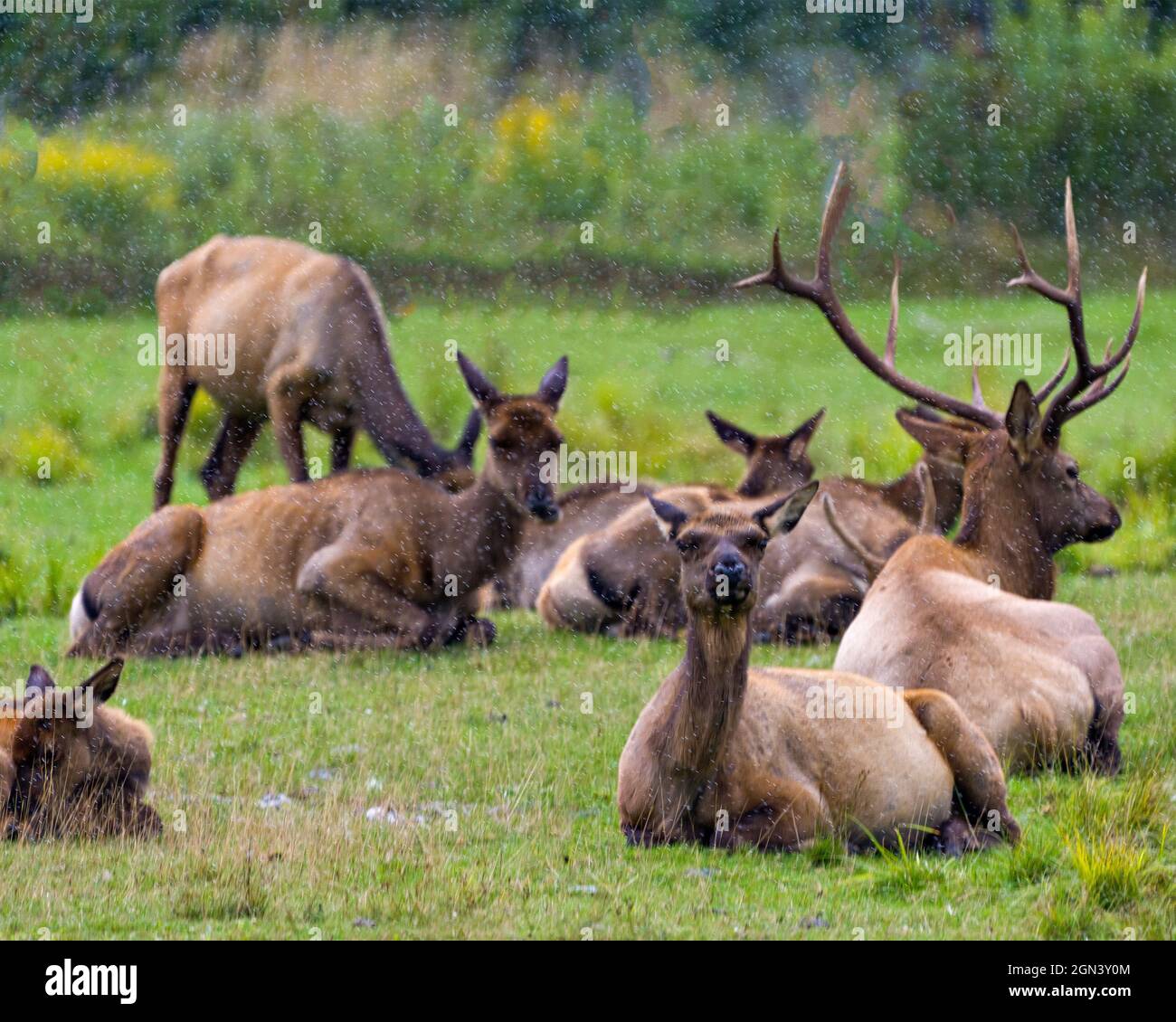 Elk group close-up profile view resting in the rain in their ...