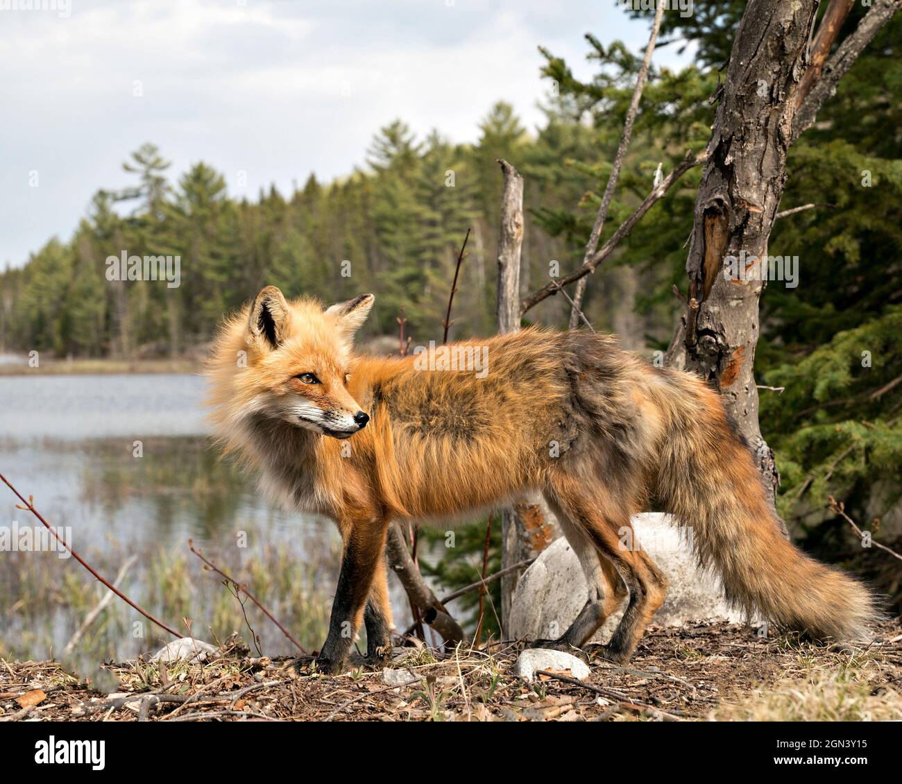 Red Fox close-up profile side view with clouds, water and forest ...