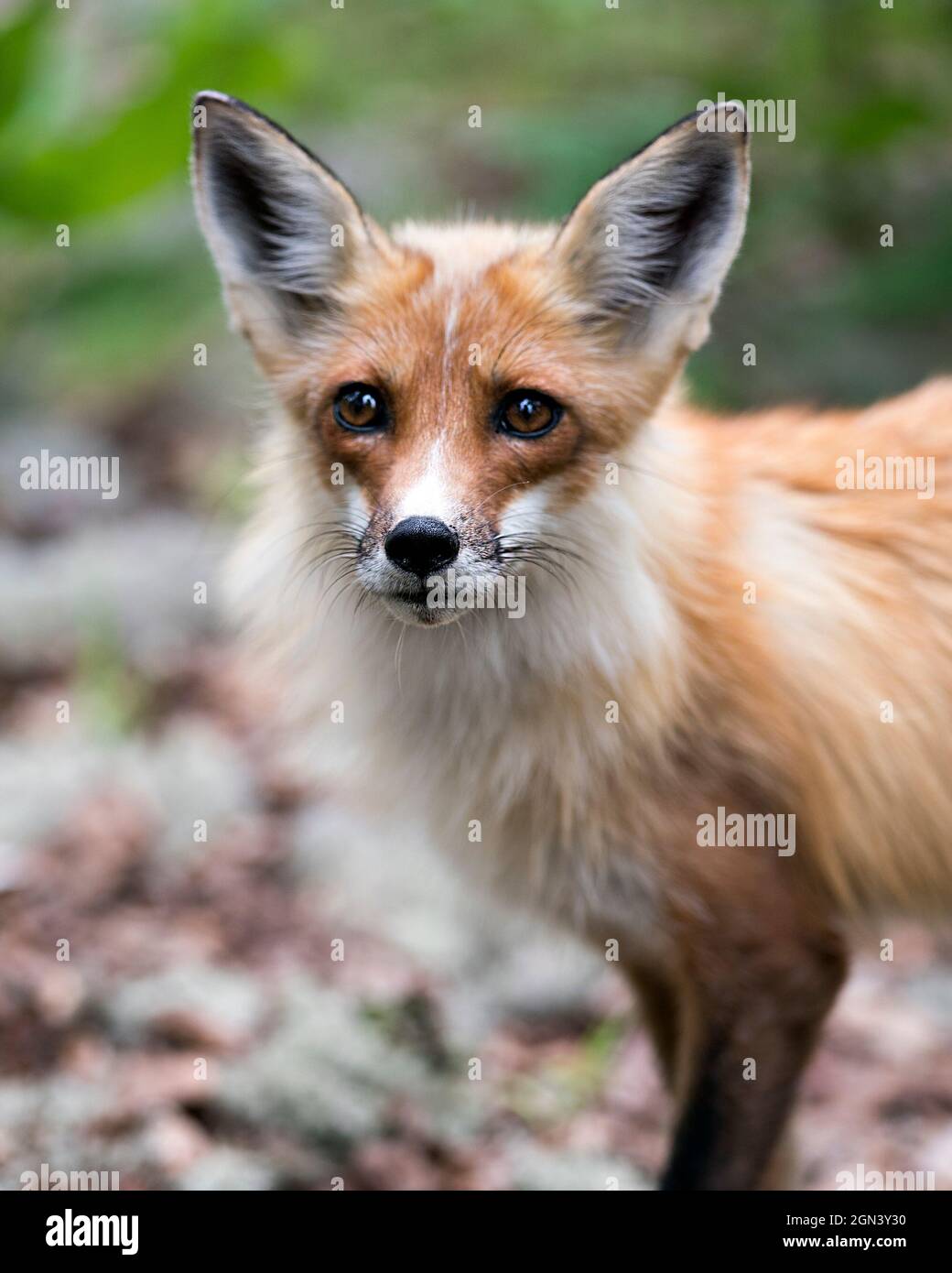 Red Fox head shot close-up profile view with blur background in its ...